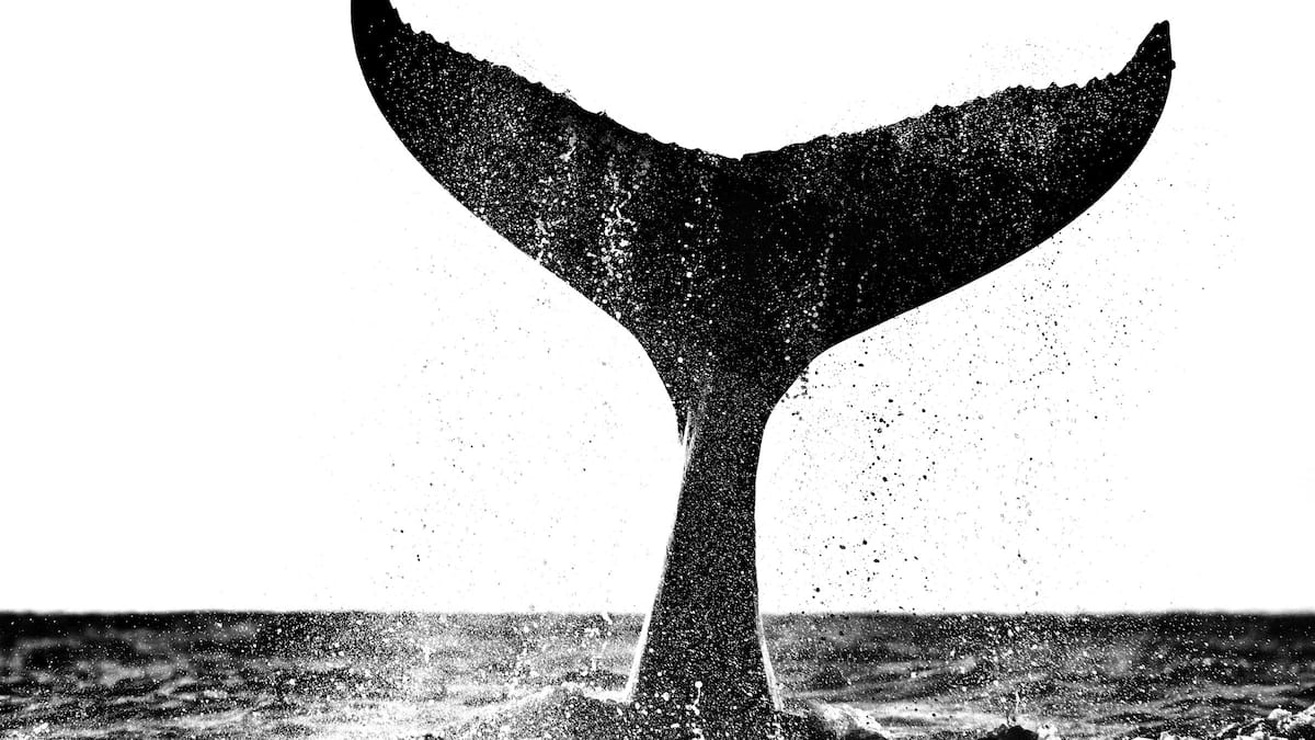 Experten Etienne Weber und Anna Witkowski von BlackRock Schweiz ...