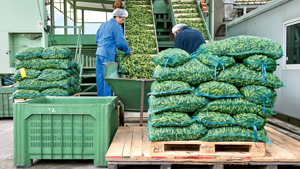 Reitzel und ihre Cornichons | Handelszeitung