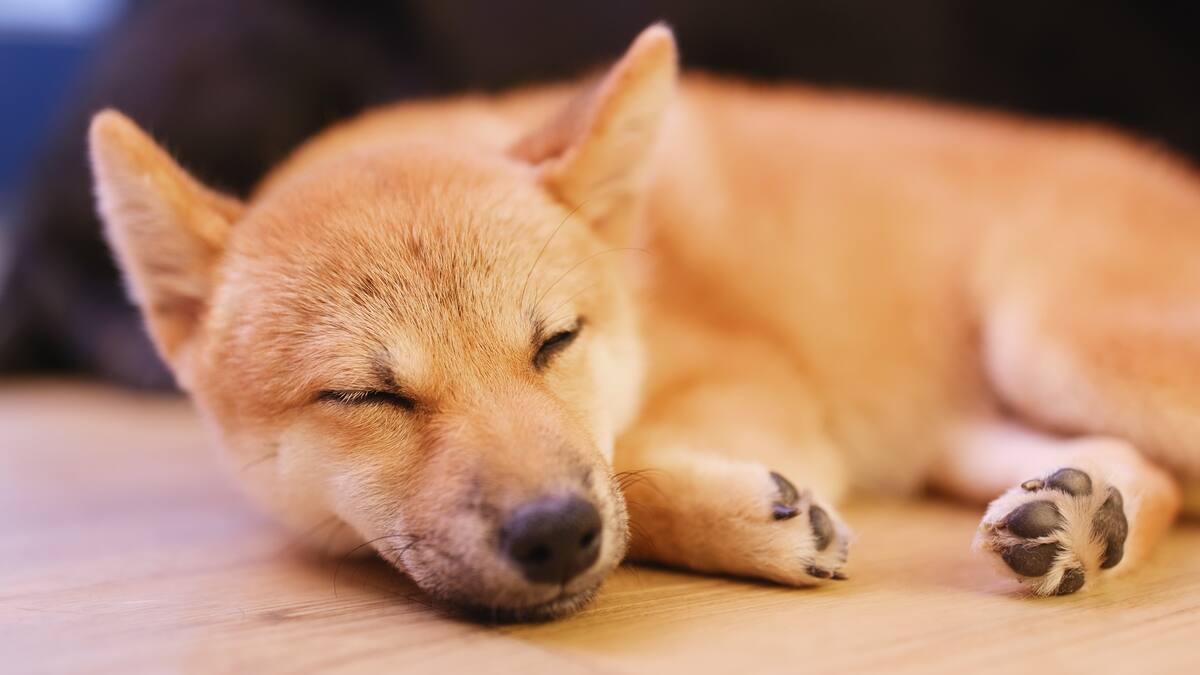 Shiba Inu Coin: Superboom einer Kryptowährung | Handelszeitung