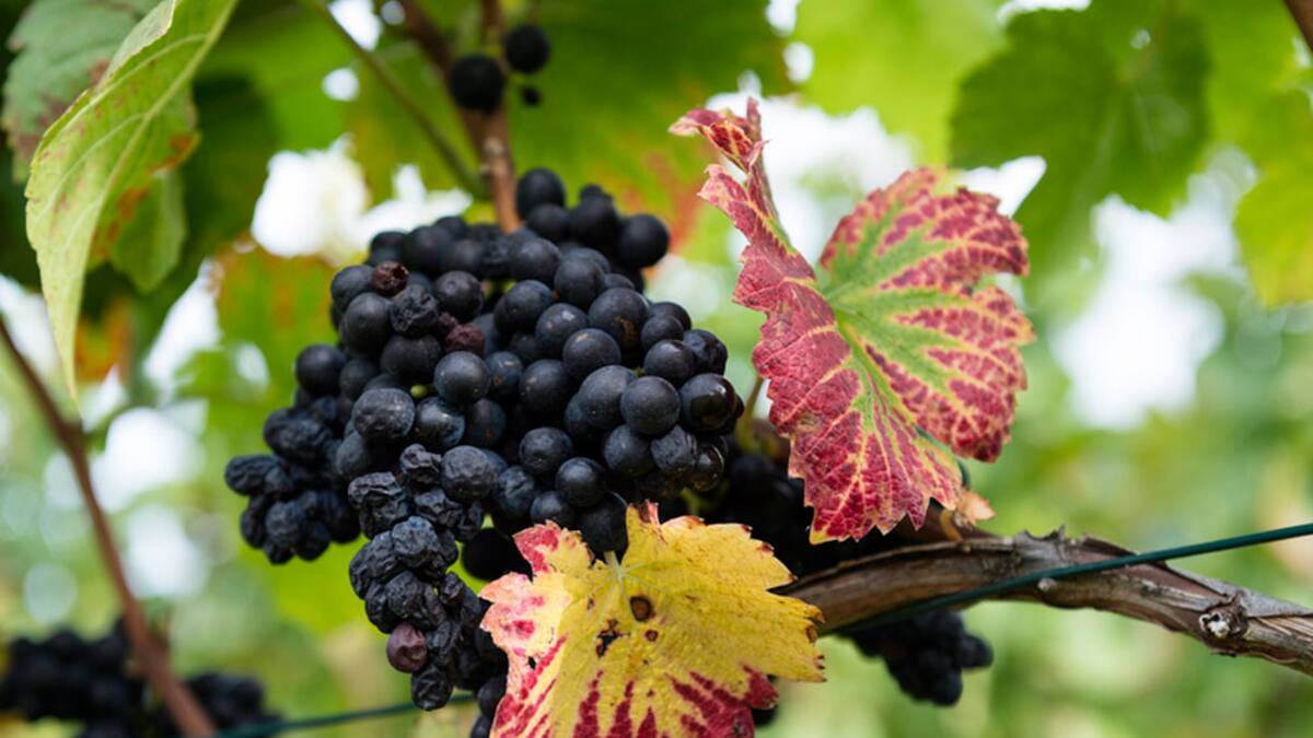 Mutmasslicher Reben-Killer nicht mehr zugelassen | Handelszeitung