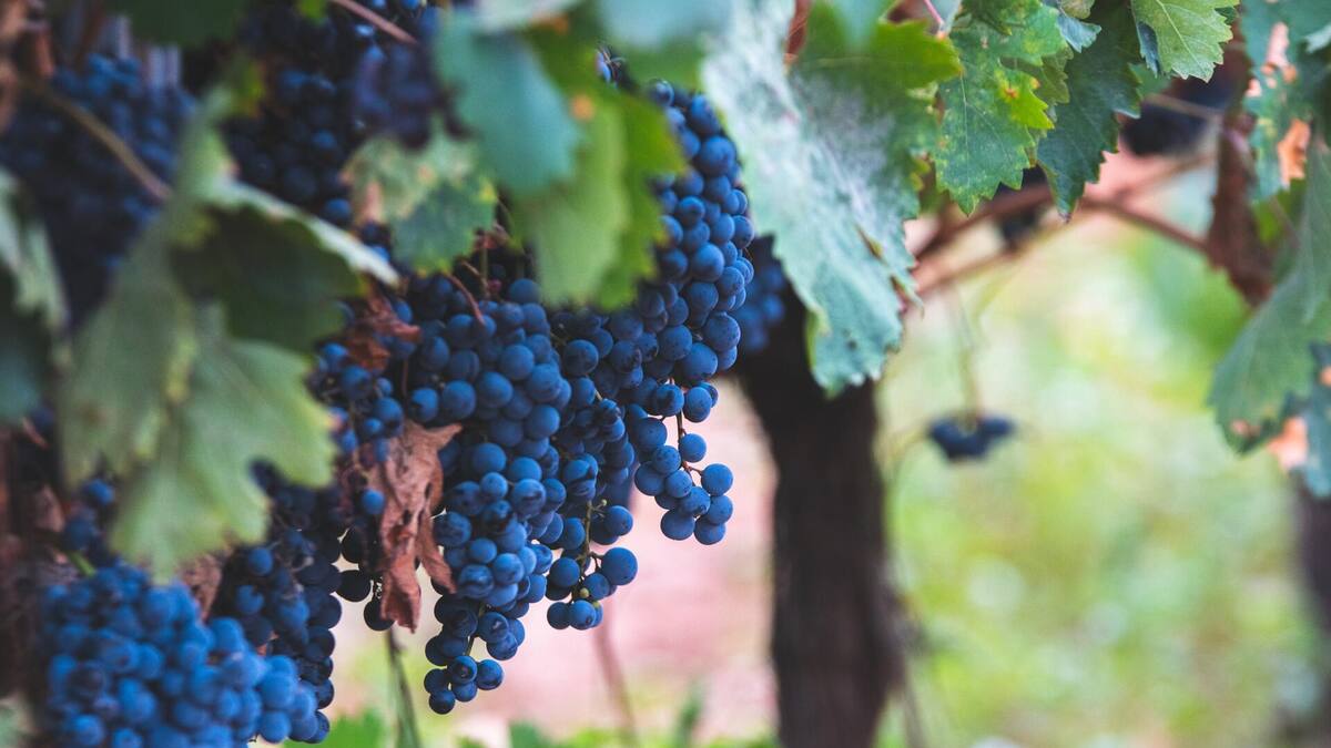 Tempranillo bis Mazuelo: Rioja-Rotwein-Rebsorten im Detail | Handelszeitung